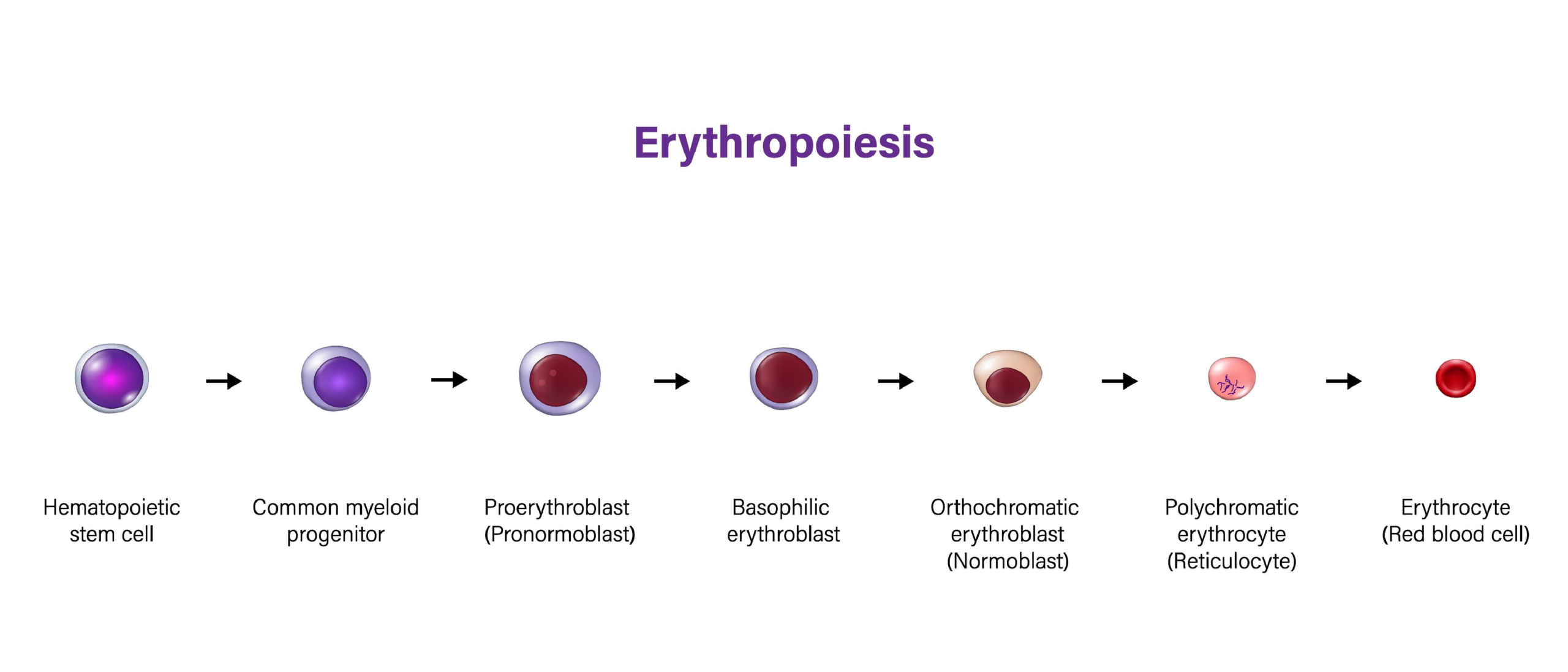 Retics_Sam • The Blood Project