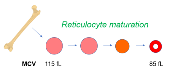Knowledge Check • The Blood Project