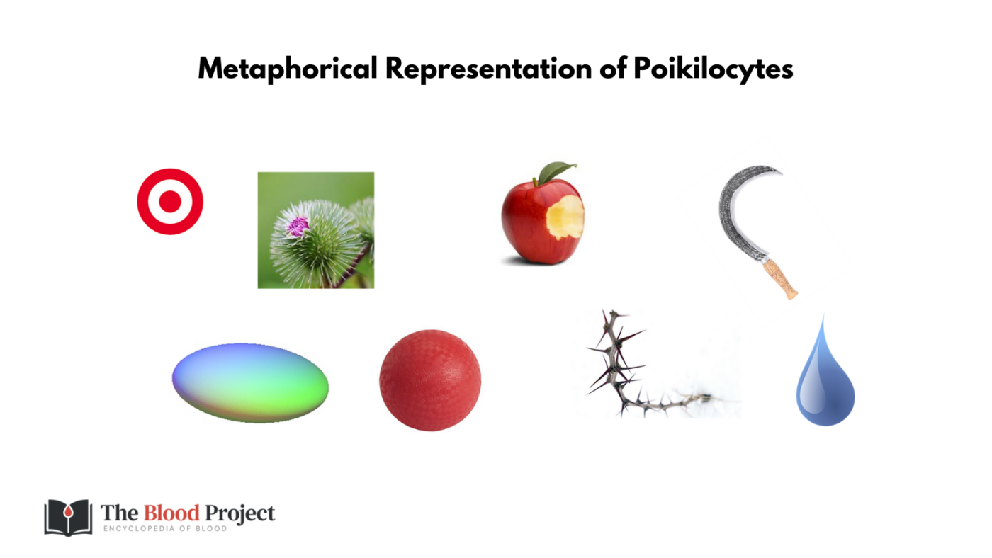 Graphic • The Blood Project