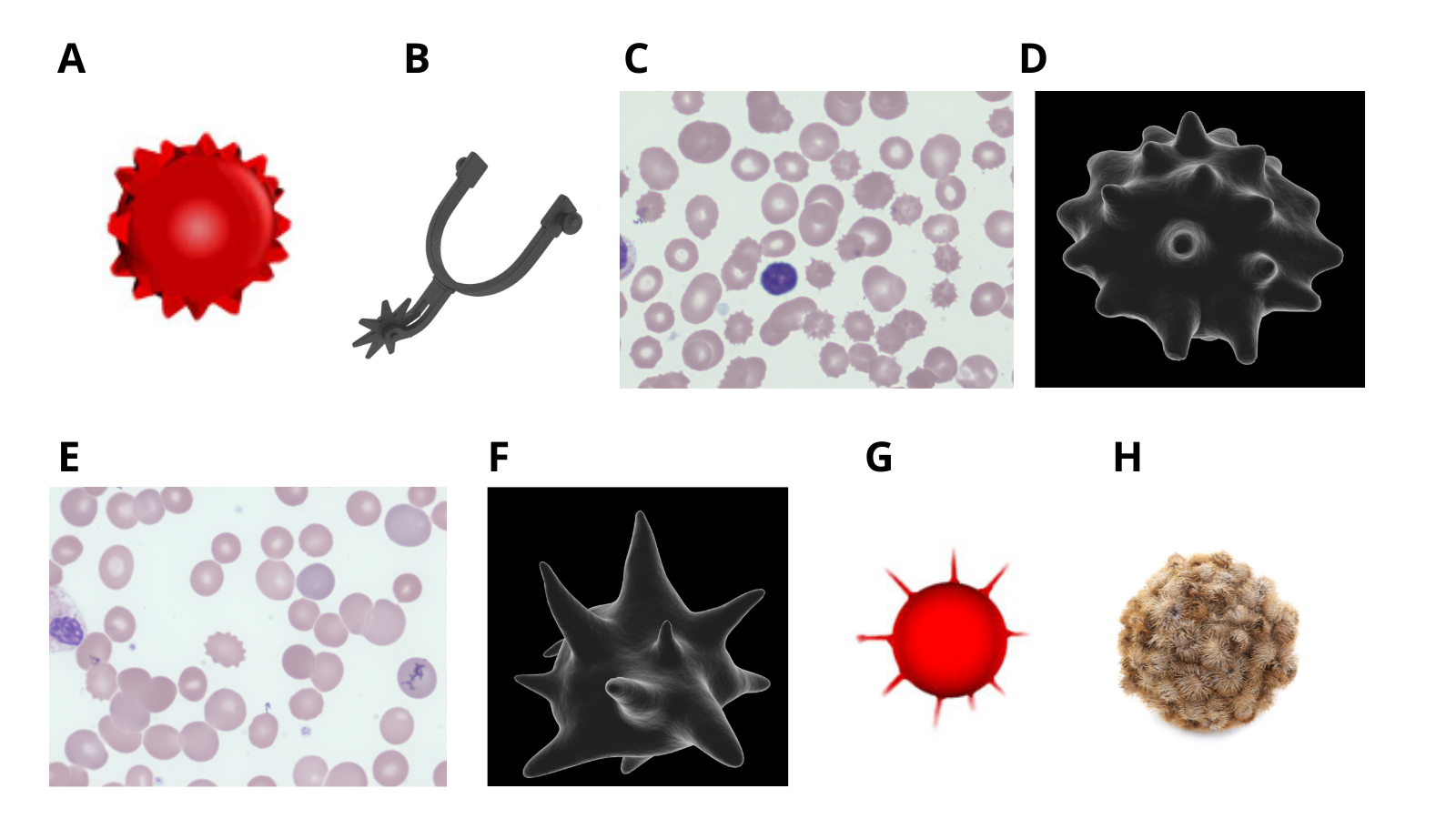 Knowledge Check • The Blood Project