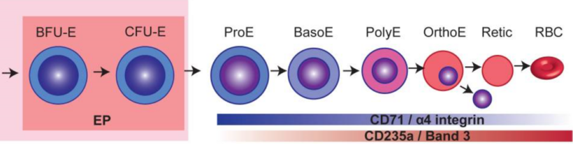Postcript • The Blood Project