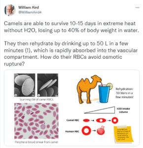 Camel Red Blood Cells • The Blood Project