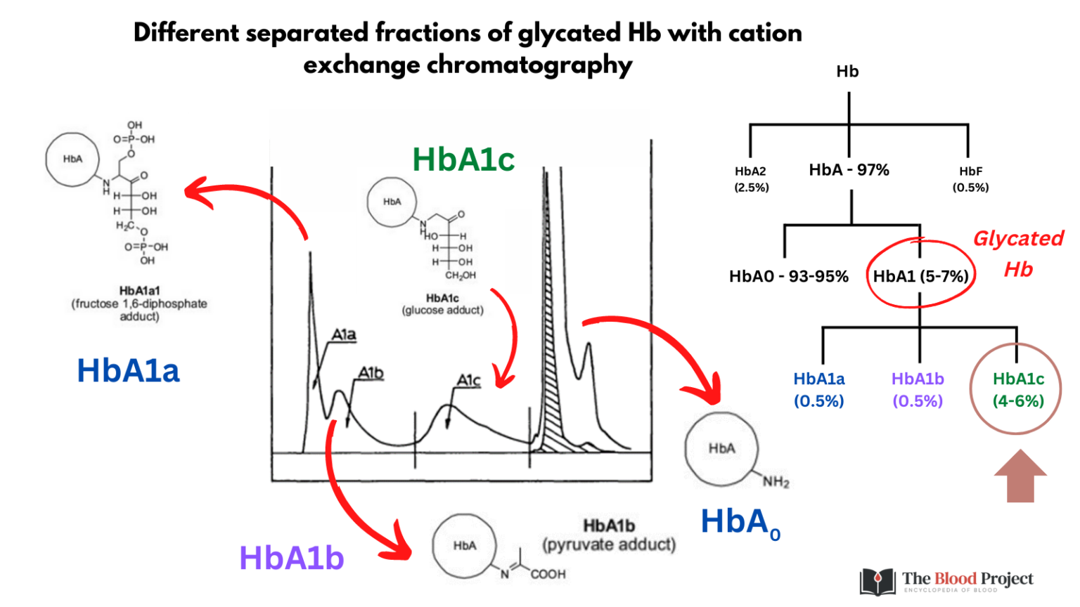 Postscript • The Blood Project
