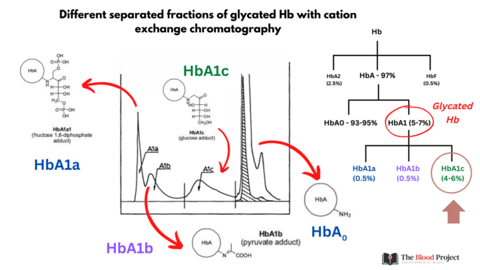 Postscript • The Blood Project