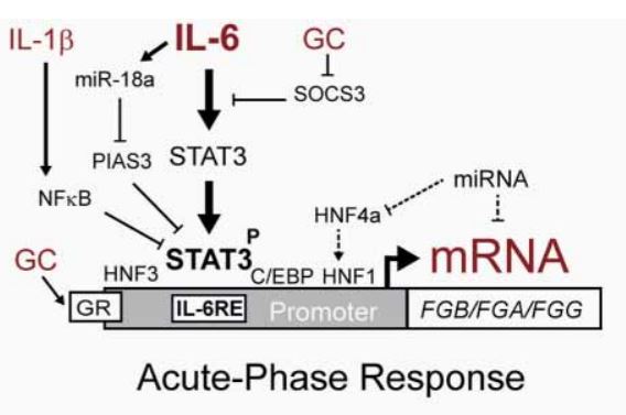 Postscript • The Blood Project
