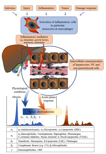 Postscript • The Blood Project