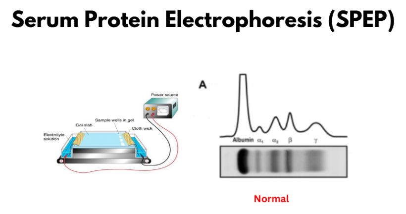 Postscript • The Blood Project