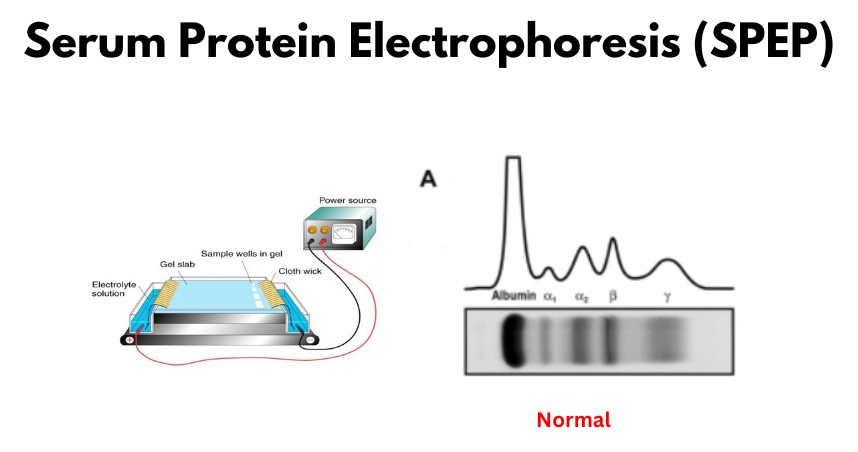 Postscript • The Blood Project