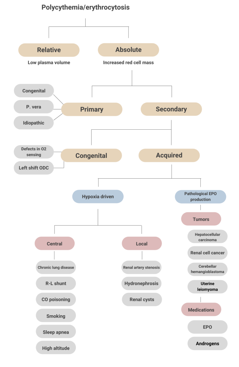 Case of polycythemia • The Blood Project