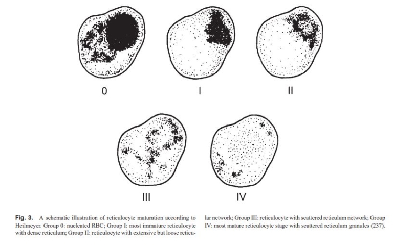 Postscript • The Blood Project