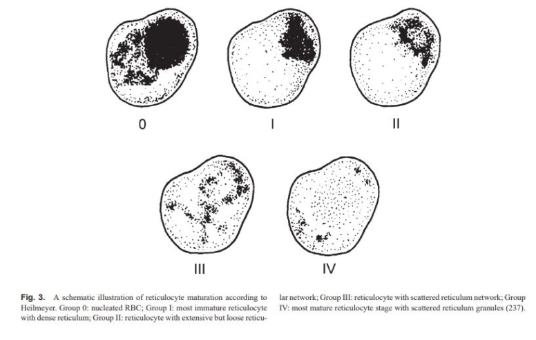 Postscript • The Blood Project