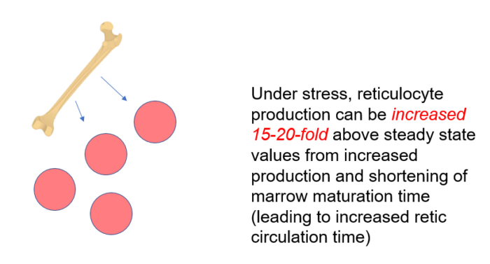 Postscript • The Blood Project