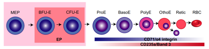 Postscript • The Blood Project