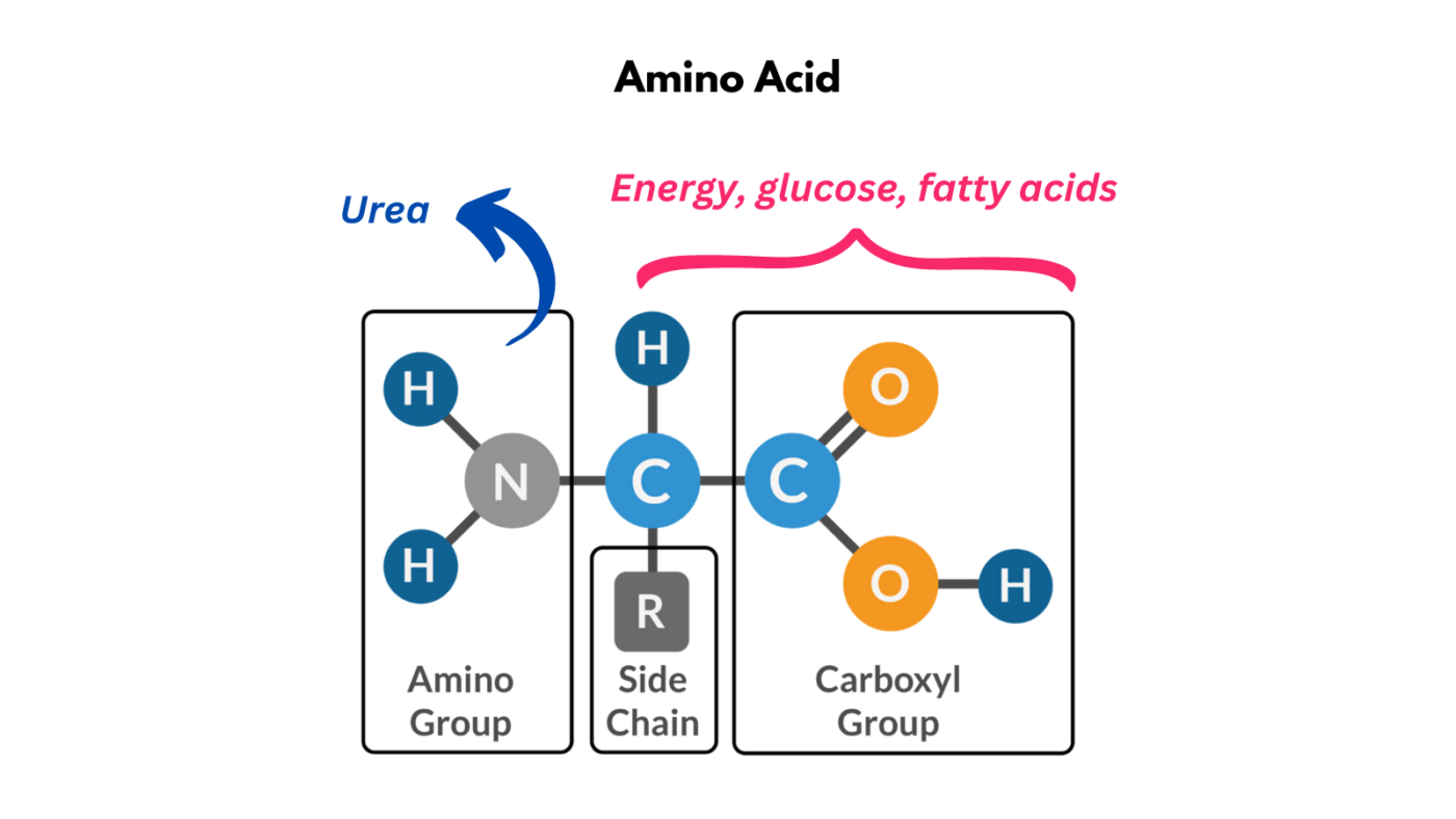 Postscript • The Blood Project