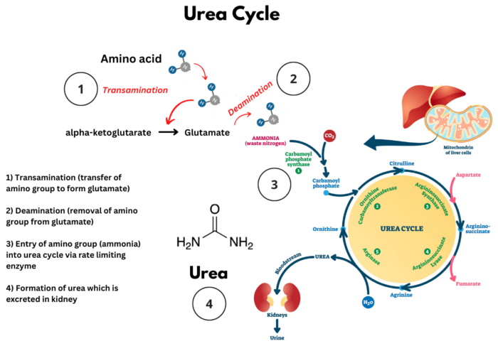 Postscript • The Blood Project