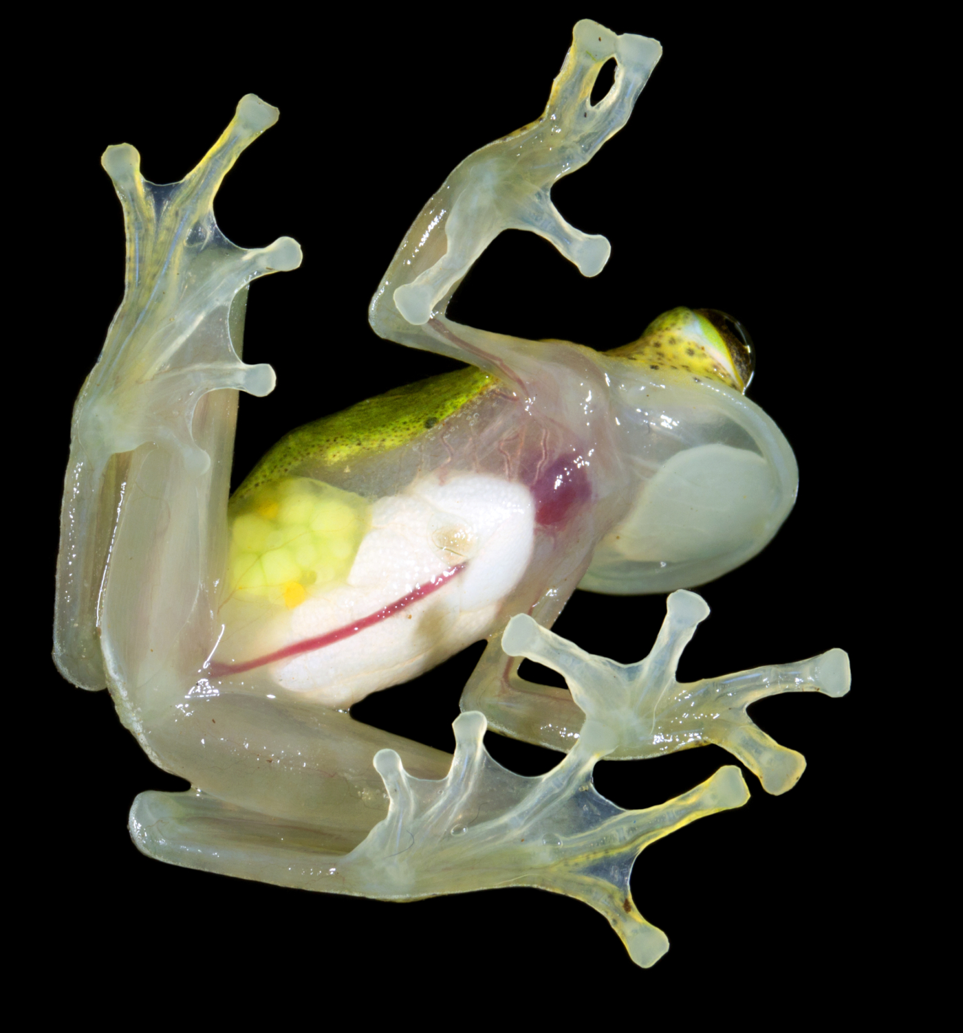 Did you know that glass frogs can hide their blood to achieve ...