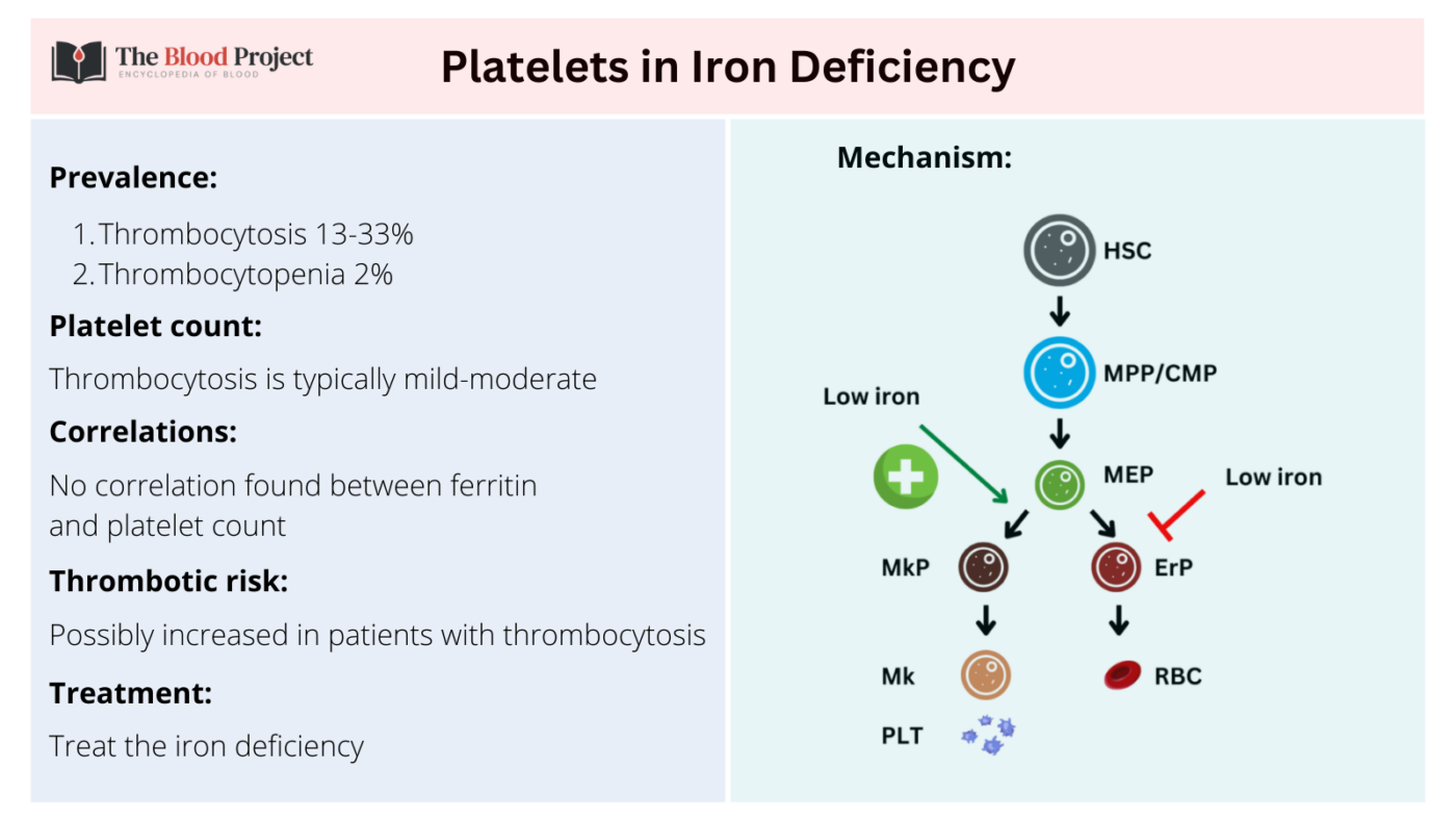 Graphics • The Blood Project