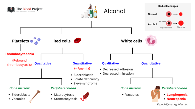 Alcohol and Hematology • The Blood Project