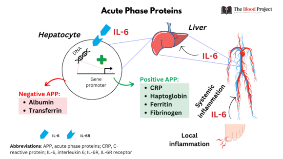 Acute Phase Proteins • The Blood Project