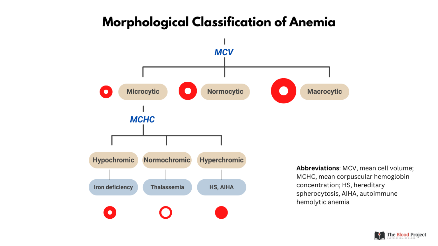 Morphological Classification Of Anemia The Blood Project Morphological Classification Of Anemia The Blood Project