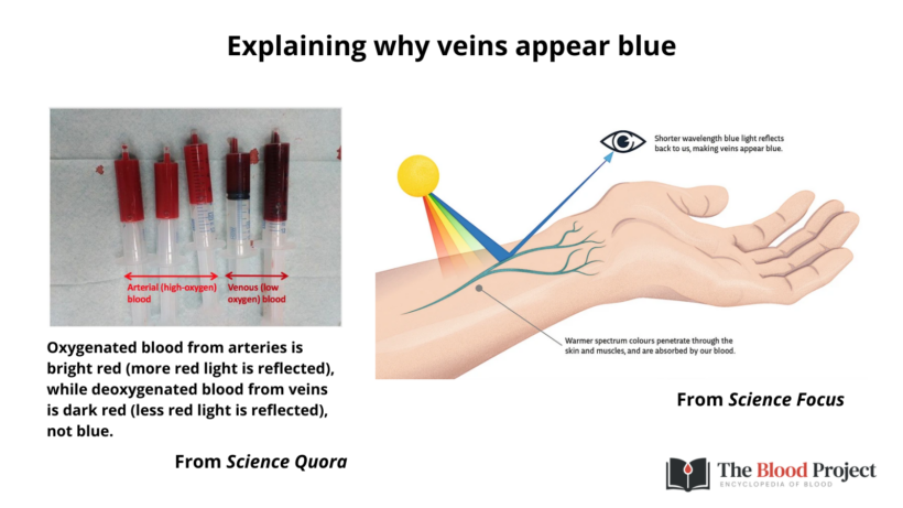 Why Does Venous Blood Appear Blue? • The Blood Project