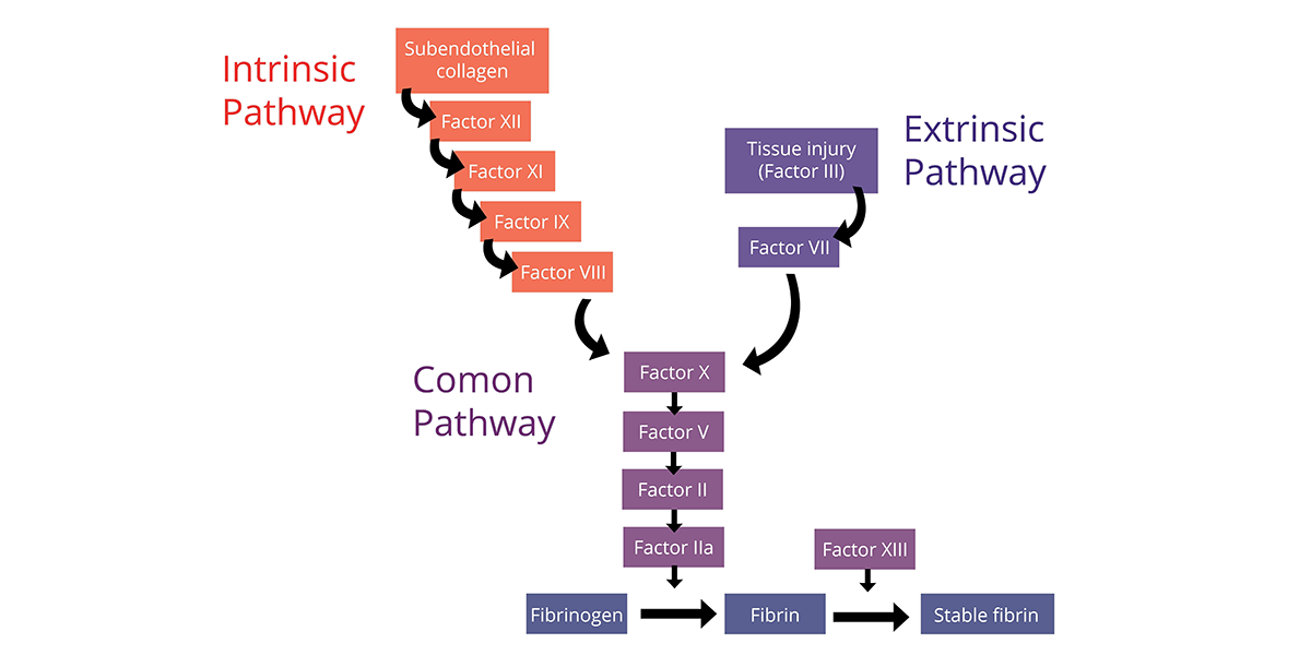 Elevated Prothrombin Time (PT) • The Blood Project