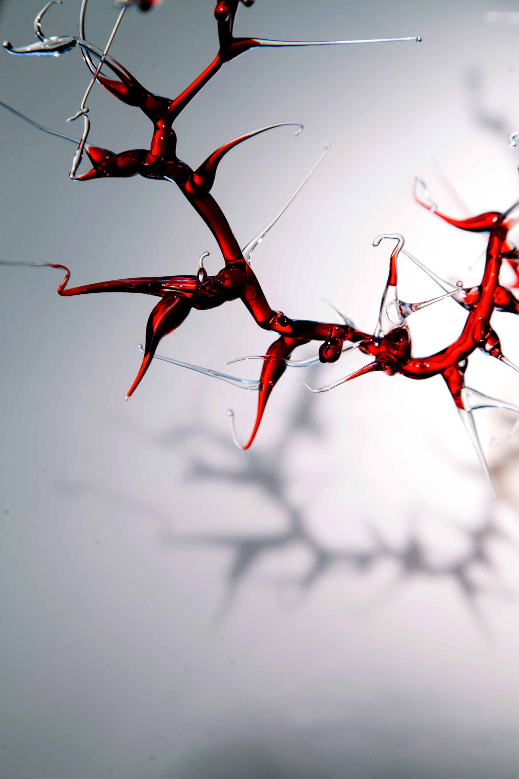 Cerebral Arteries • The Blood Project