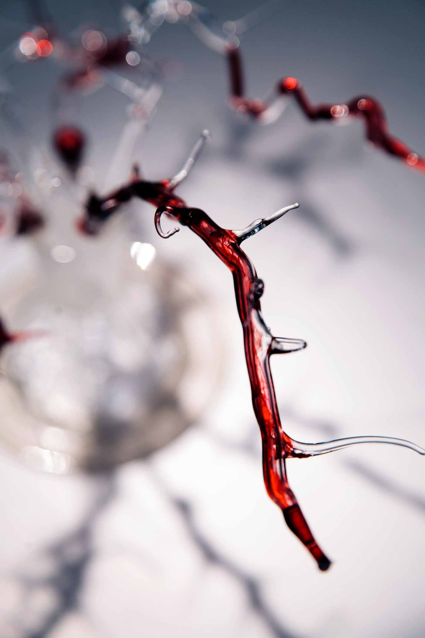 Cerebral Arteries • The Blood Project