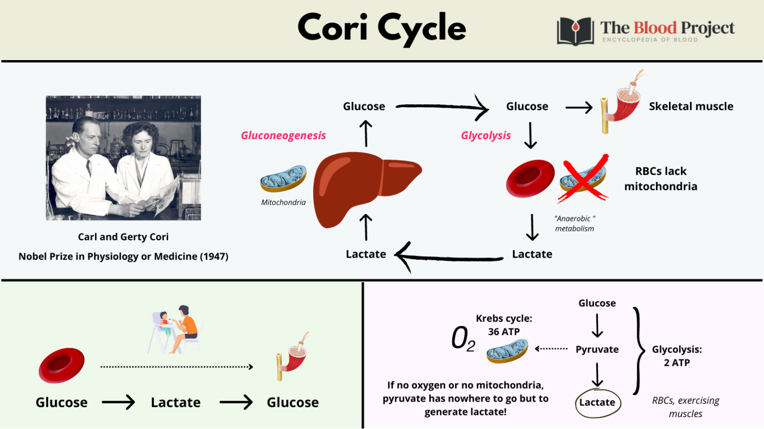 Cori Cycle • The Blood Project