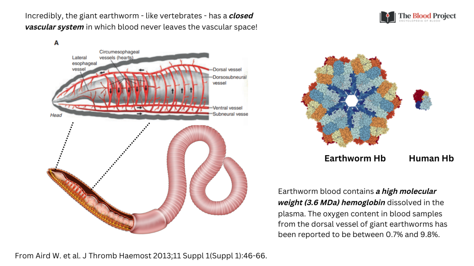Earthworm Hemoglobin • The Blood Project