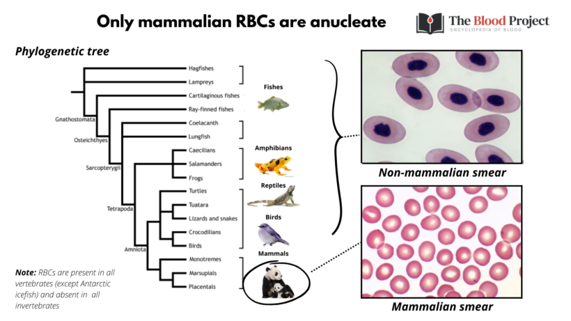 Anucleate vs. Nucleated RBCs • The Blood Project