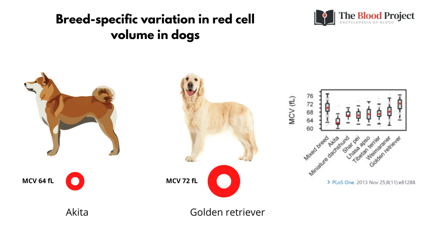 MCV in Dogs • The Blood Project