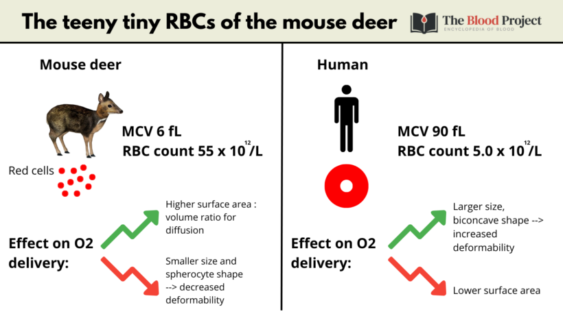 Mouse Deer RBCs • The Blood Project
