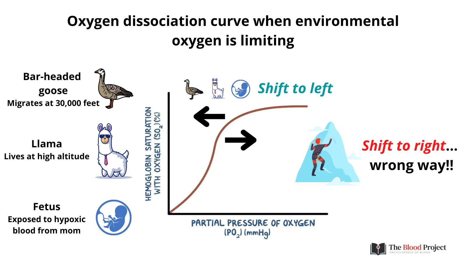 ODC When Environmental Oxygen is Limiting • The Blood Project
