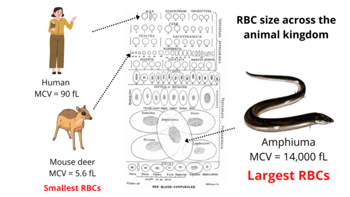 Red Blood Cell Size Across Species • The Blood Project