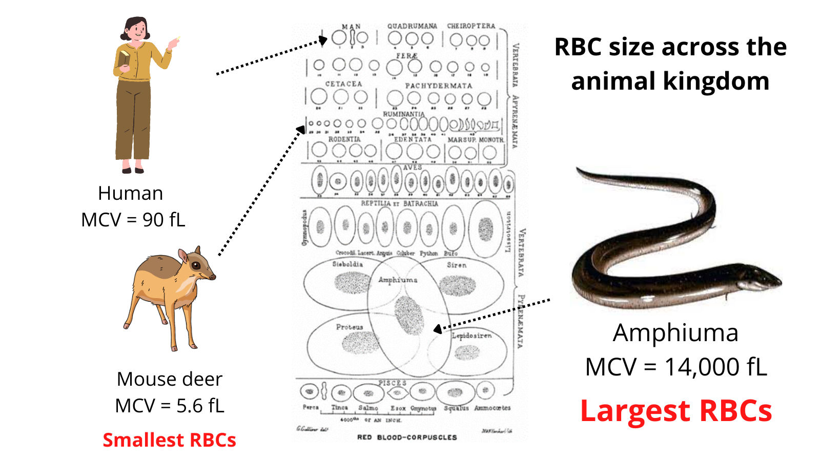 Red Blood Cell Size Across Species • The Blood Project