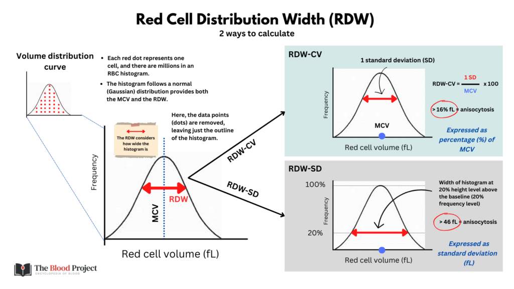 Red Cell Distribution Width RDW The Blood Project