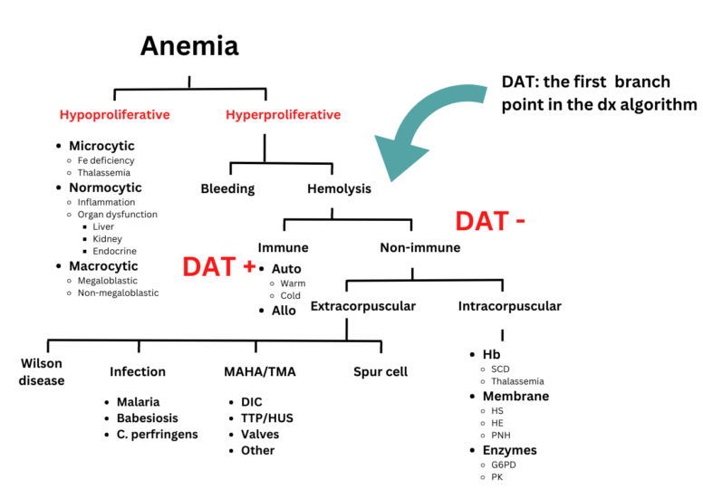 Approach to the Case • The Blood Project