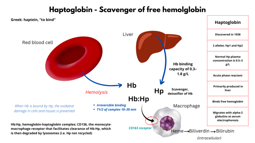 Haptoglobin • The Blood Project