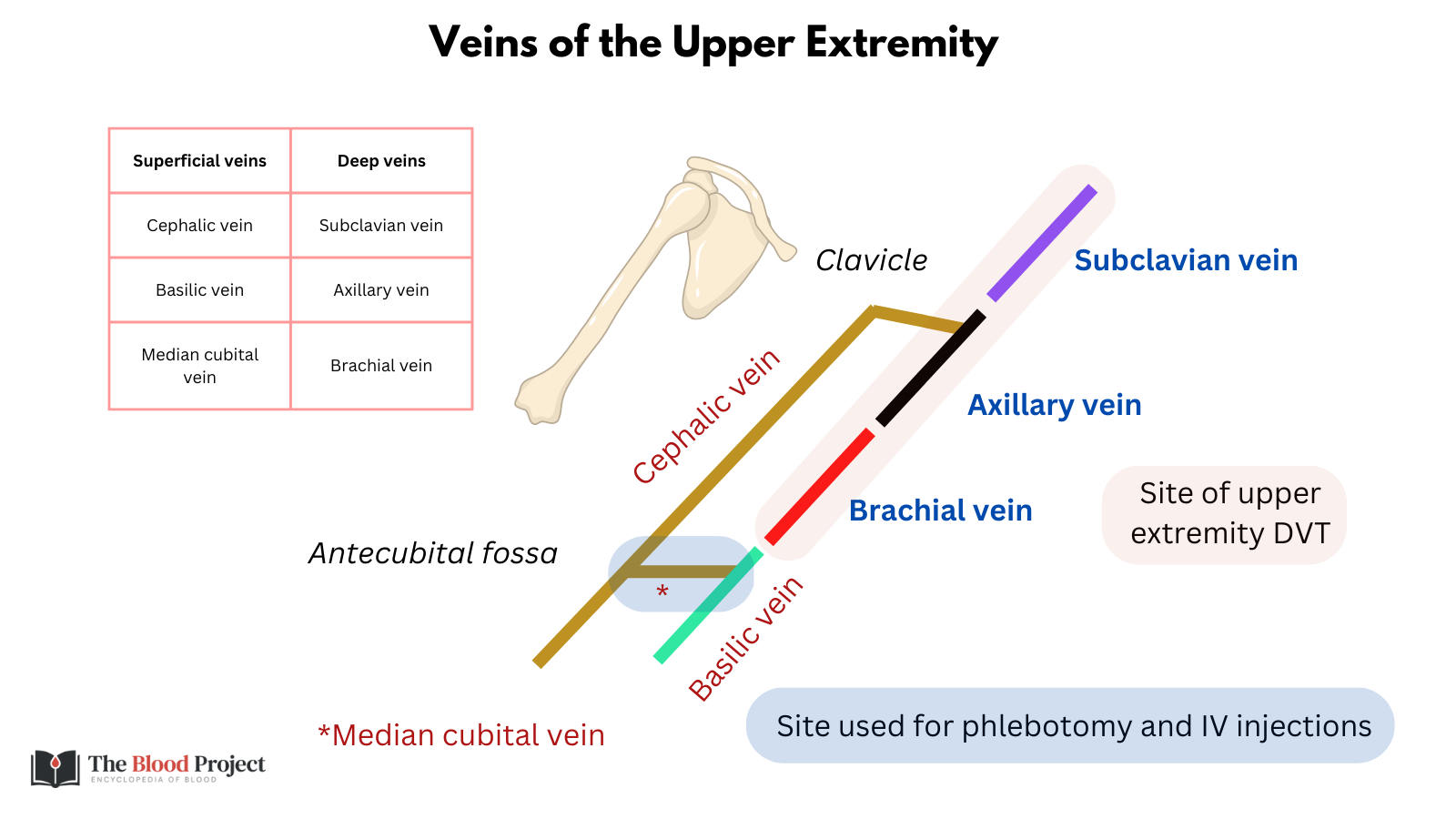 Upper Extremity Veins • The Blood Project