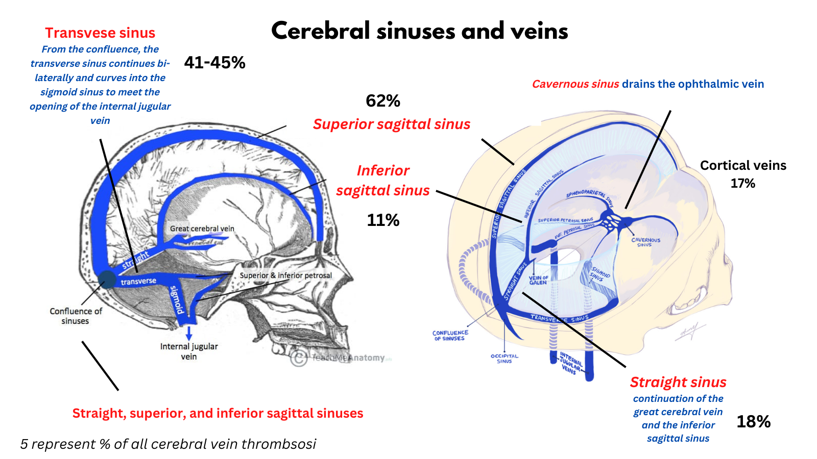 Cerebral Sinuses and Veins • The Blood Project
