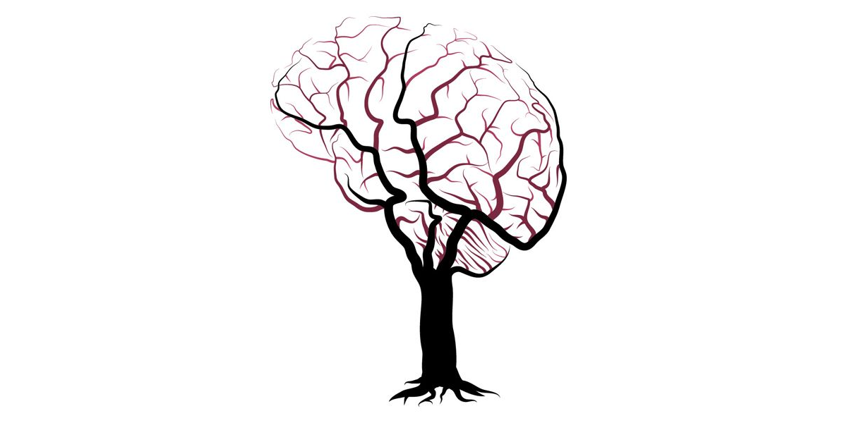 Cerebral Sinuses and Veins • The Blood Project