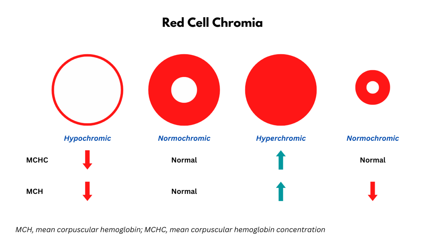 Red Cell Staining (Color) • The Blood Project