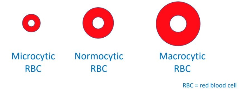 Red Cell Size • The Blood Project