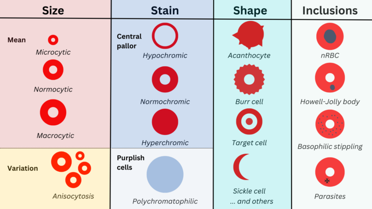 Recap • The Blood Project