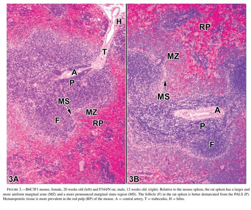 Postscript • The Blood Project