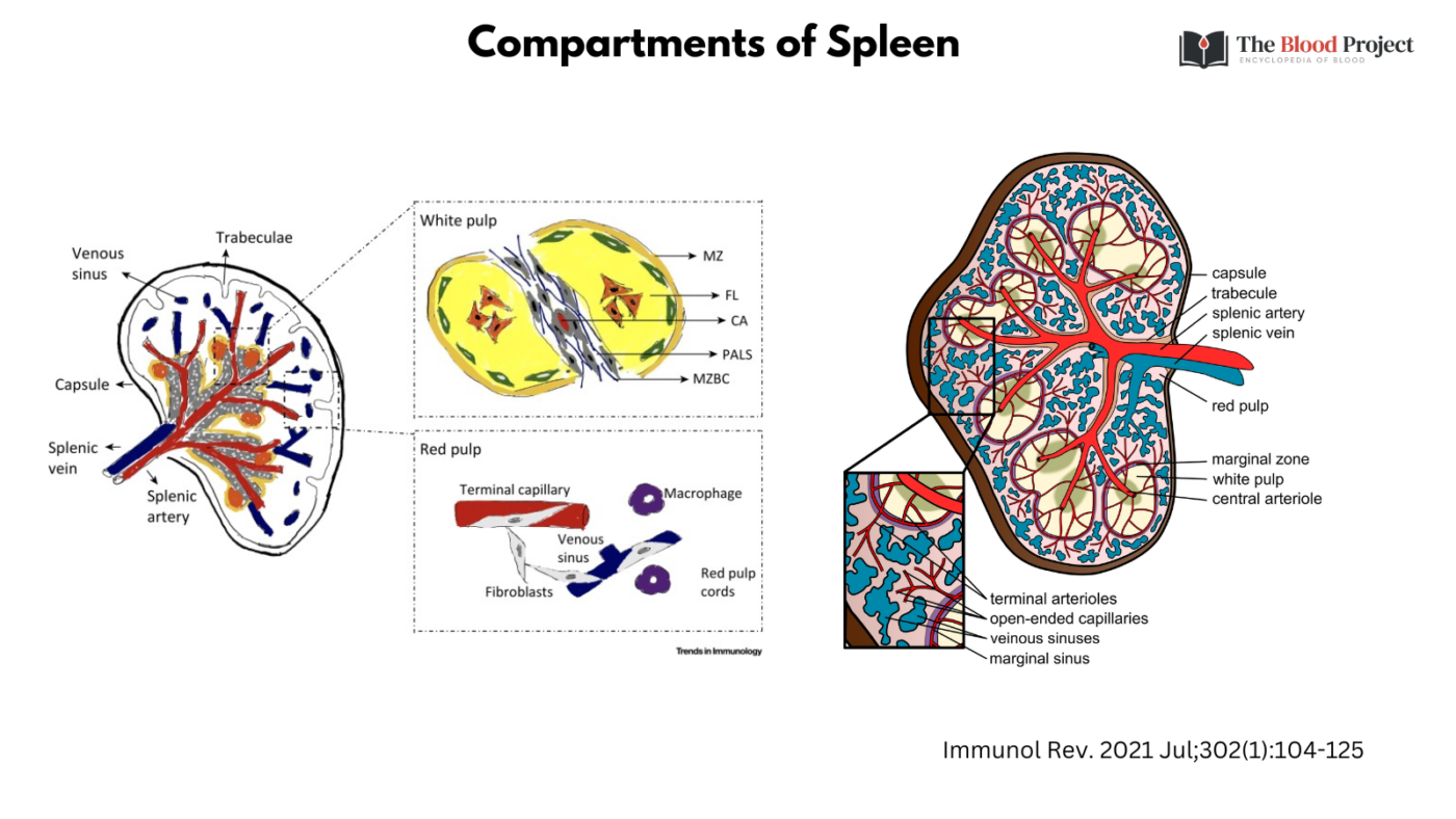 Anatomy of the Spleen • The Blood Project