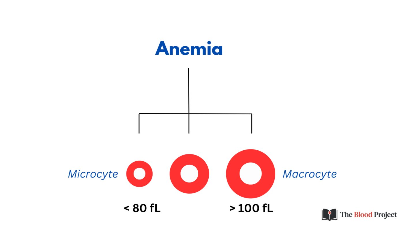 RBC Indices • The Blood Project