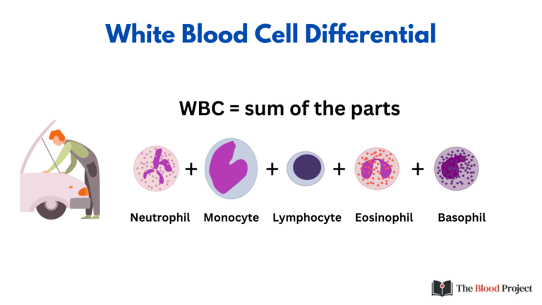 WBC Count • The Blood Project