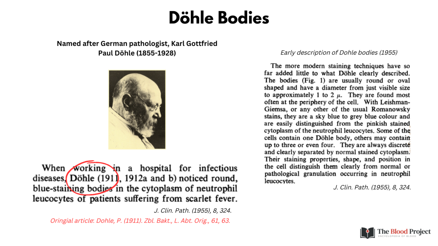 Döhle Bodies • The Blood Project